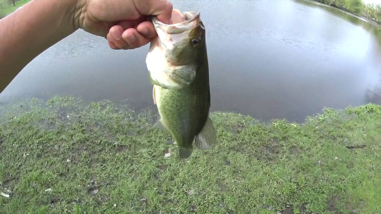 How to Fish a Senko/Yum Dinger/ Worm - YouTube