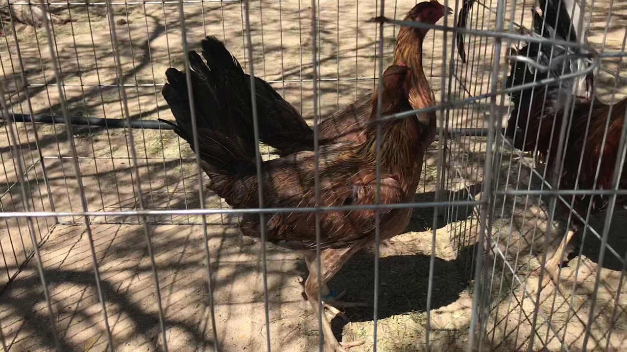 Yellow leg hatch trio - YouTube