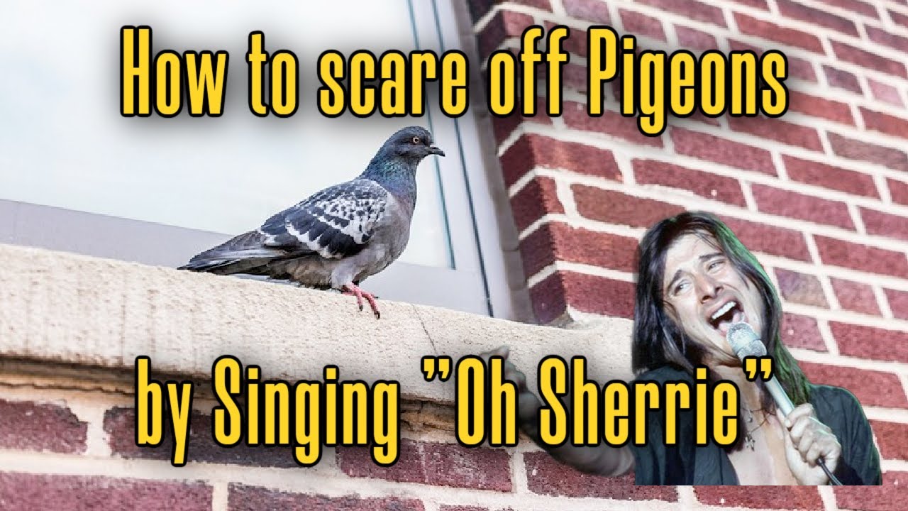 Scaring Pigeons by singing "Oh Sherrie" every morning until I finish a ...