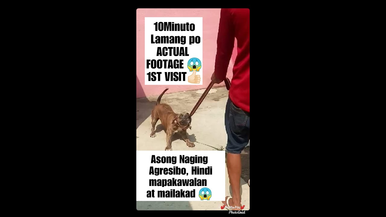 Actual footage.Asong Naging Agresibo.Galit sa tali hindi Mailakad ...