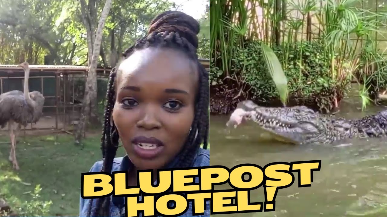 BLUE POST HOTEL THIKA//FEEDING THE CROCODILES🐊🐊#roadto1k #youtubevideo ...