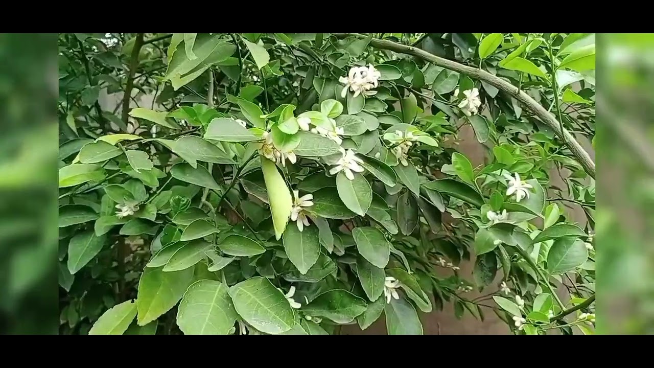 Magtanim para may aanihin#Lime🍋 - YouTube