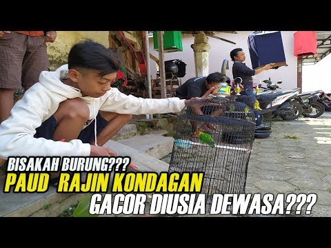 BLUSUKAN GANTANGAN : Bisakah Burung?? PAUD Rajin Kondagan KONSLET Diusia Dewasa