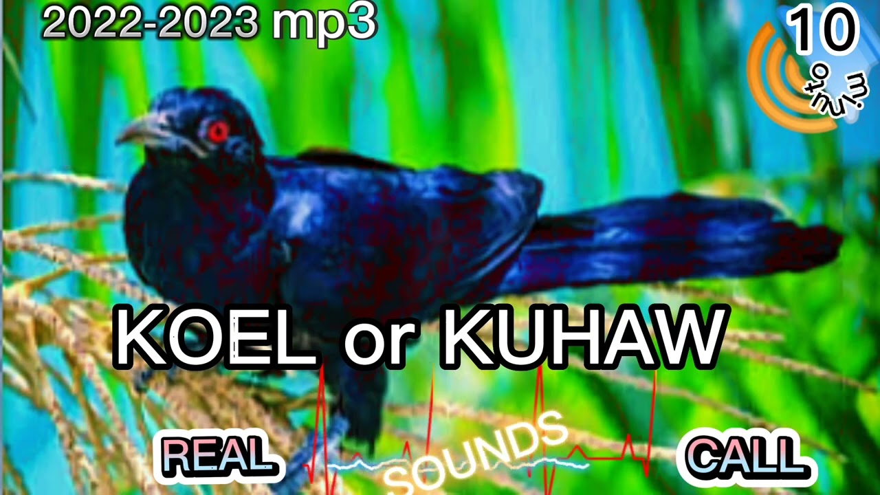 NAKAKATAKOT NA HUNI NG KUHAW #koelsounds - YouTube