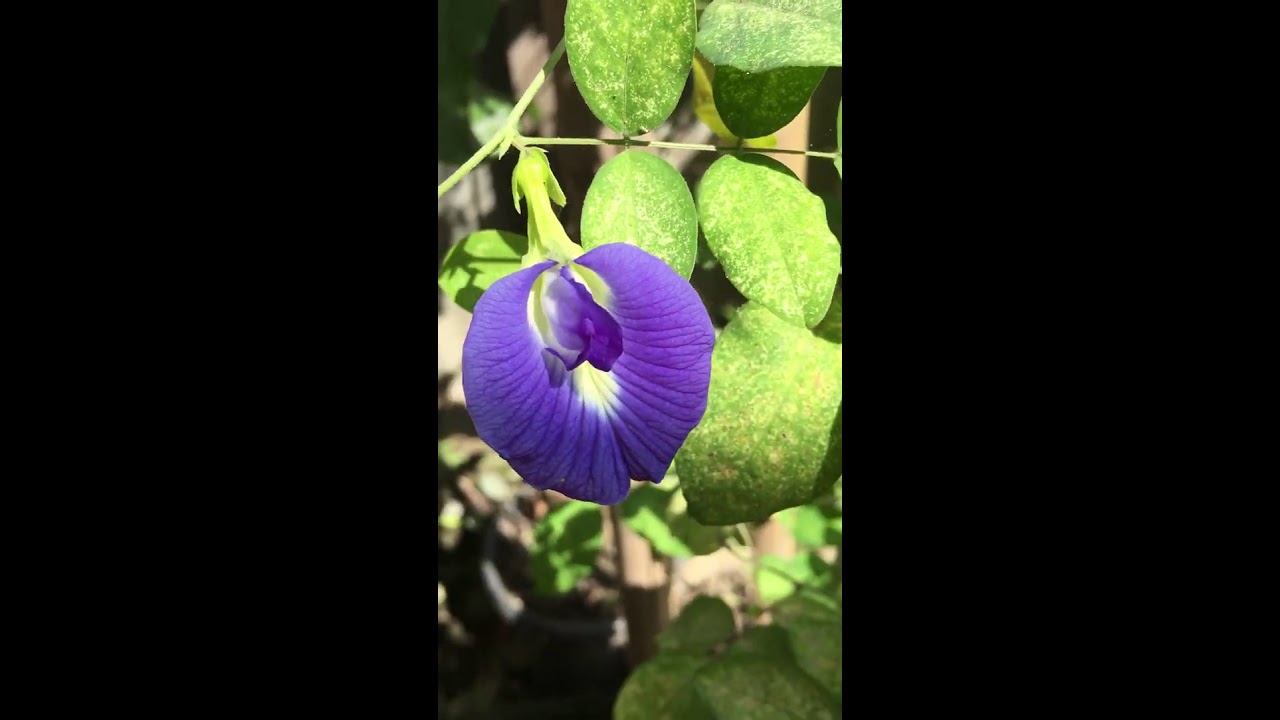 Aparajita flower - YouTube