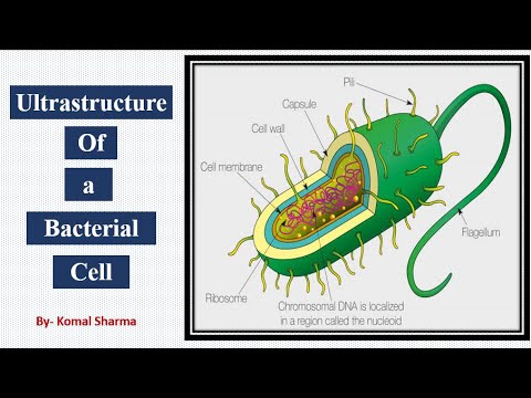 Ultrastructure of a bacterial cell | Components of a bacterial cell ...