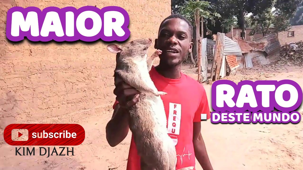 O MAIOR RATO DO MUNDO (Rato Gigante) de Angola - KIMDJAZH PODcast (000 ...
