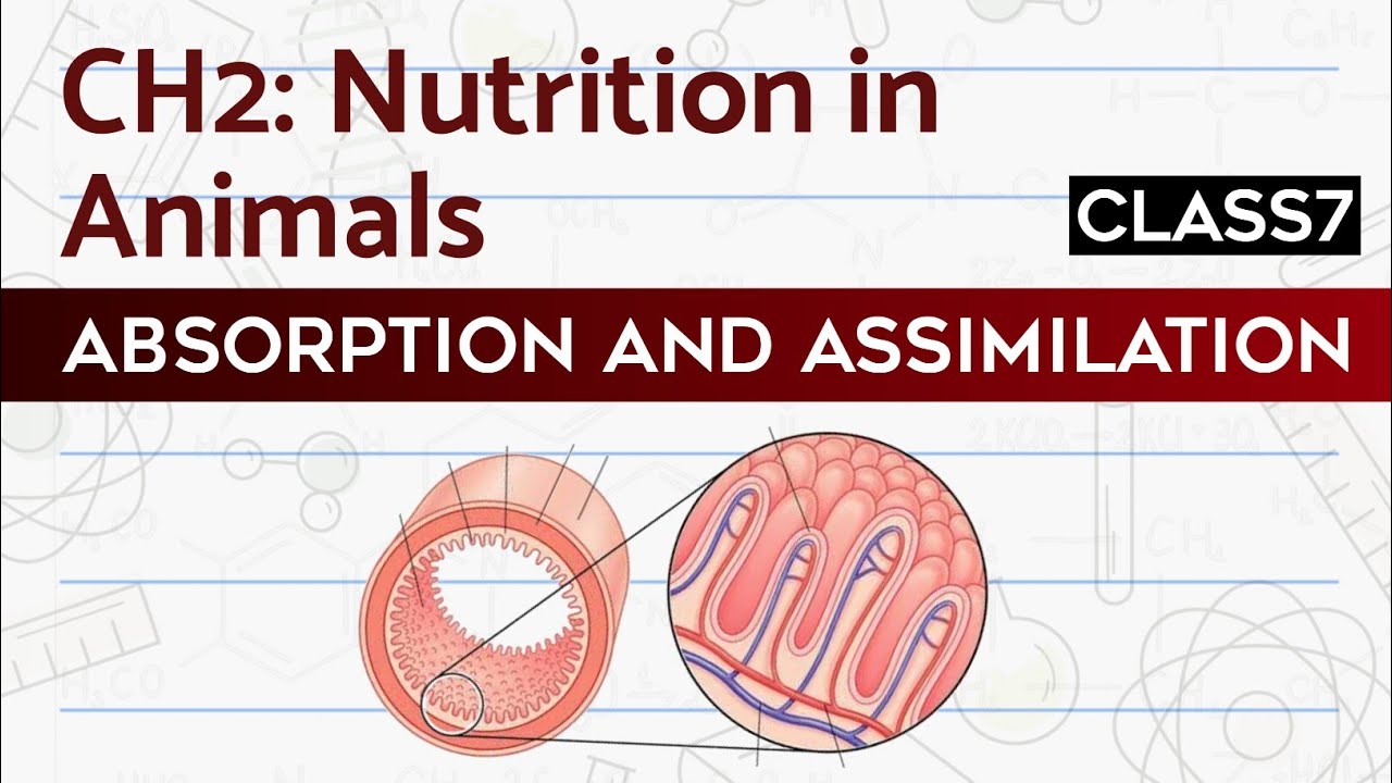Absorption and Assimilation | Nutrition in Animals | Seema Renjith ...