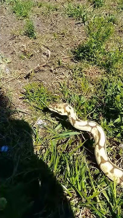 Wild Ball python - YouTube