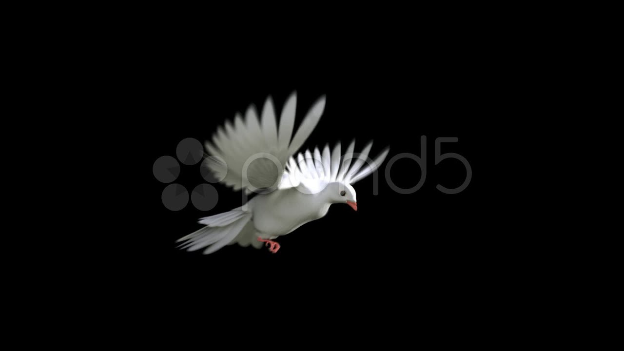 White Dove In Flight. Stock Footage - YouTube