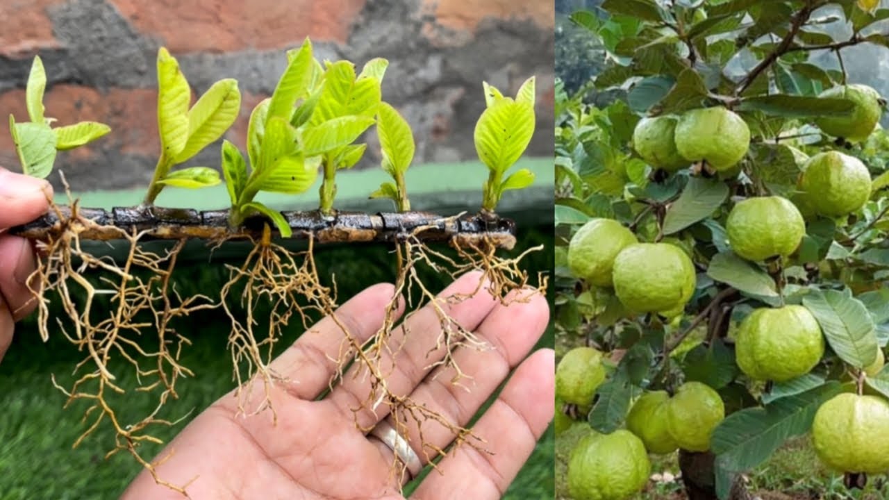 Grow Guava Tree From Cutting..using Home made solution - YouTube