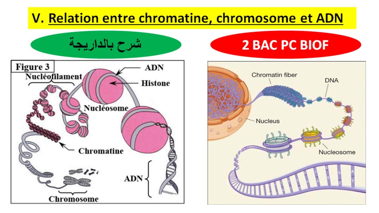 Relation entre chromatine chromosome et ADN 2 bac pc option français ...