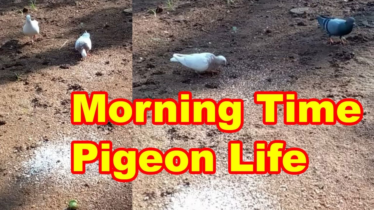 Morning Pigeon Feeding - YouTube