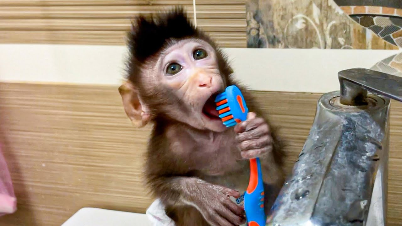 The obedient Monkey SUSU let his Mom help brush his teeth - YouTube