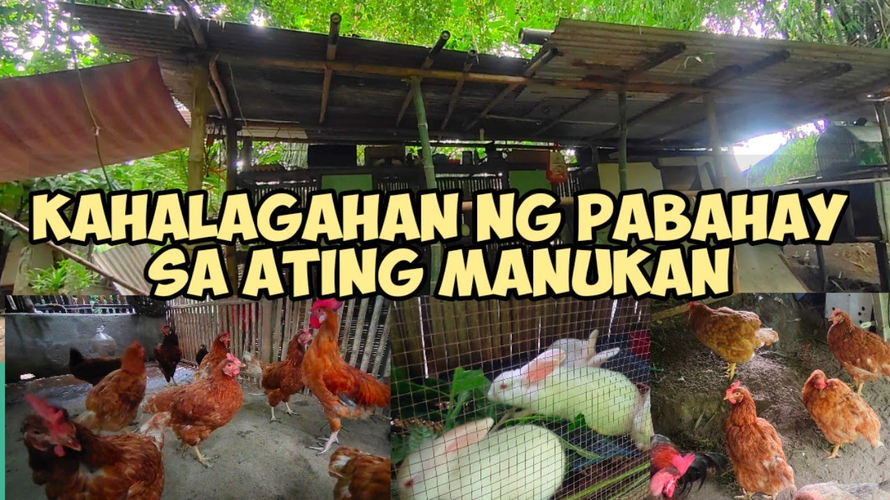 KAHALAGAHAN NG MAY SILUNGAN SA MANUKAN | UPDATE SA ATING MGA RABBIT ...