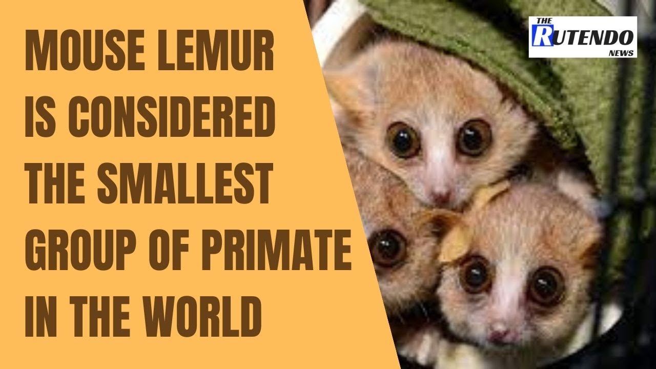 Mouse lemurs, a group of shy nocturnal primates, are found on the ...