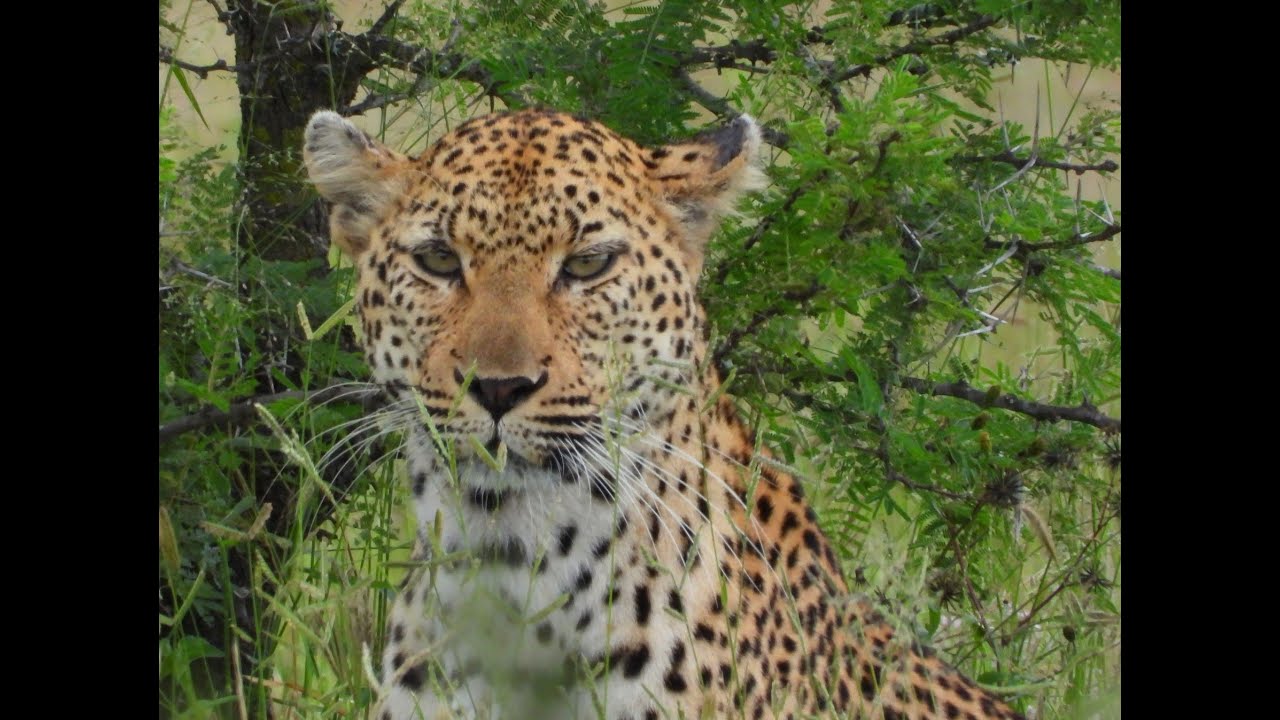 Have you seen a Leopard crawl? - YouTube
