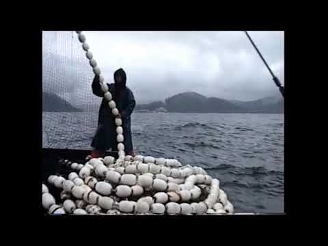Southeast Alaska purse seining the coast - YouTube