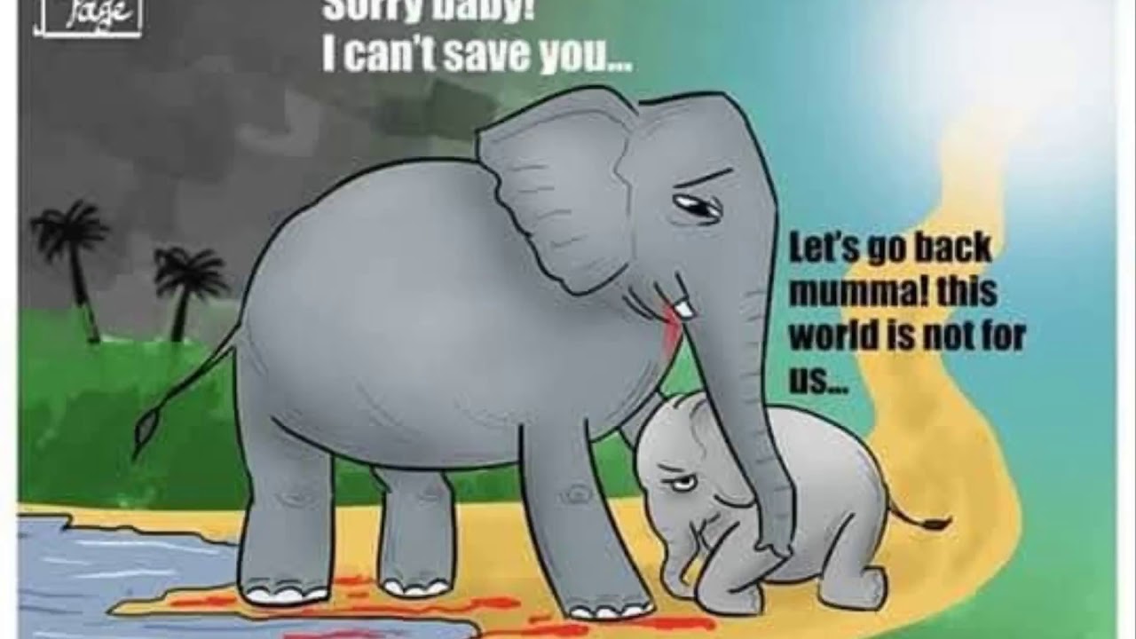 #sorry #mother_Elephant #baby_Elephant #shame_on_us #shame_on_literate ...