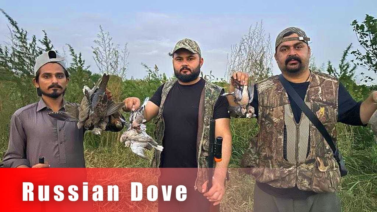Russian Dove Hunting Paksitan 2023 - 2024 - YouTube