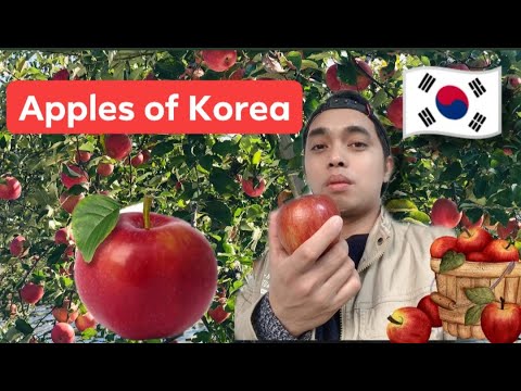 APPLES OF SOUTH KOREA - YouTube