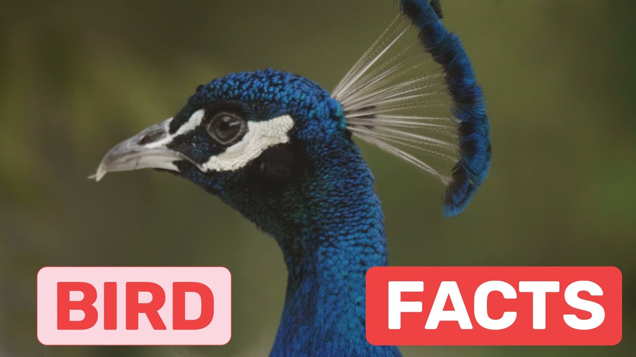 10 Amazing Facts about Birds for Kids (Interesting Information & Facts ...