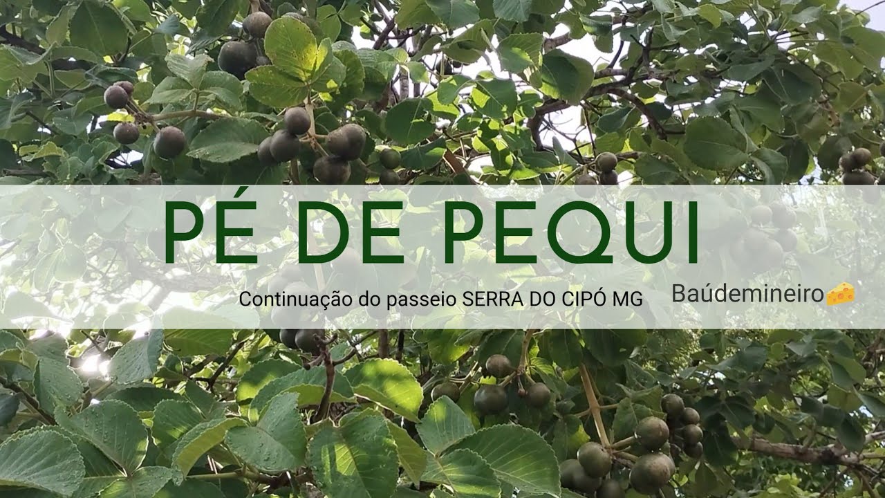 💥 PÉ DE PEQUI,E ALGUMAS PLANTAS DO QUINTAL. - YouTube