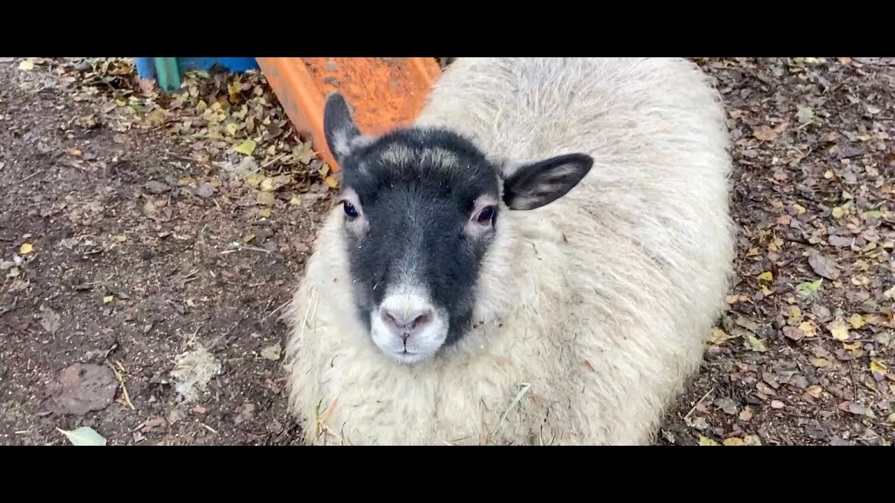 Charlotte the Yearling Shetland Sheep: Bouncy About Snow - YouTube