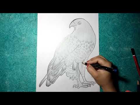 how to draw Hawk | How to draw Hawk step by step | bird drawing tutorial | Sadhna Art's