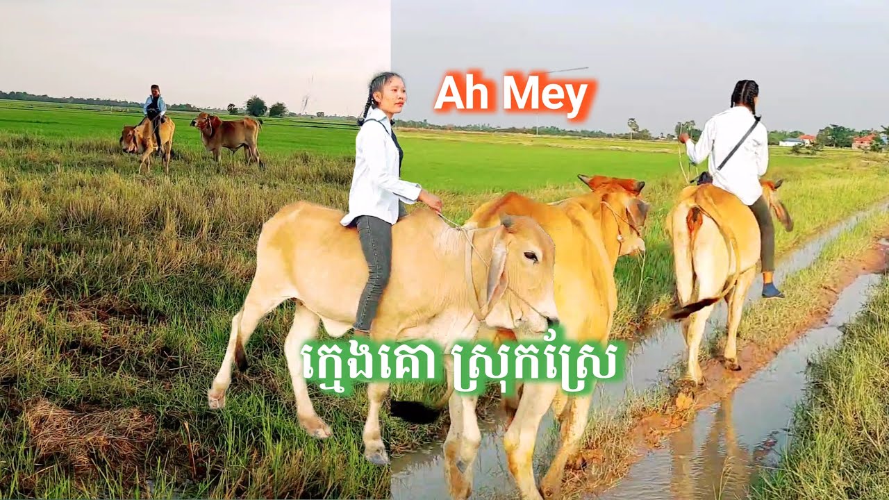 Ah Mey ក្មេងគោស្រុកស្រែ - YouTube