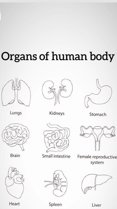 The Internal Organs of human body# short#short information#medical ...