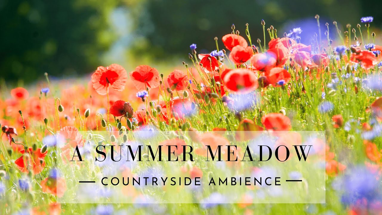MEADOW RELAXING SOUNDS -Wildflowers, Birds, Countryside Ambience ...