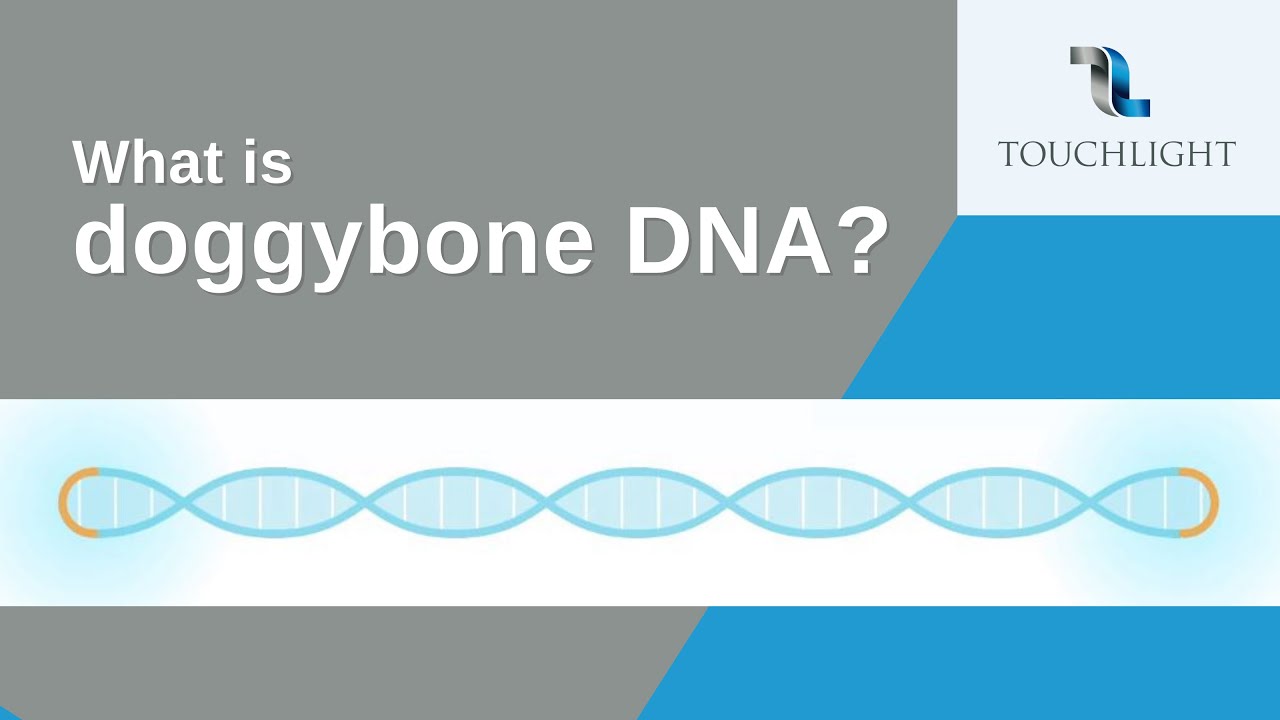 How is doggybone DNA (dbDNA) made? - YouTube