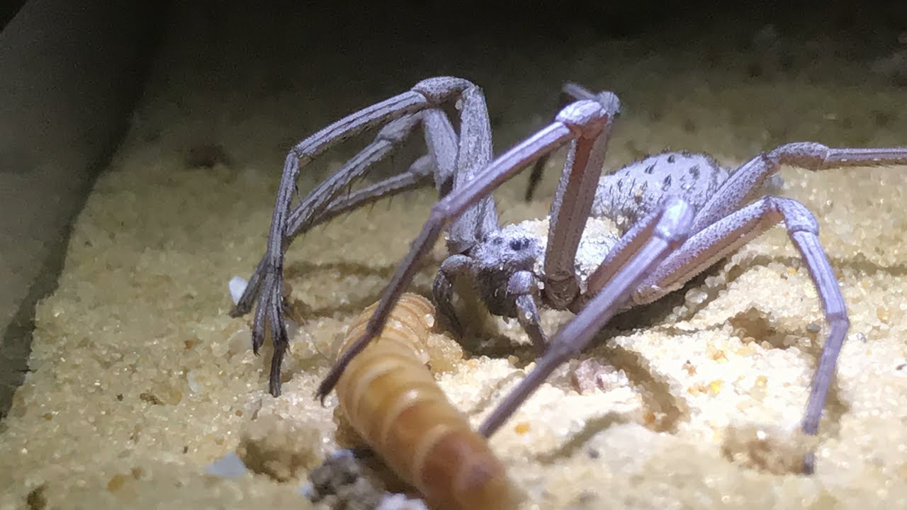 Avic Minatrix Molt Plus Sicarius Thomisoides Feeding - YouTube