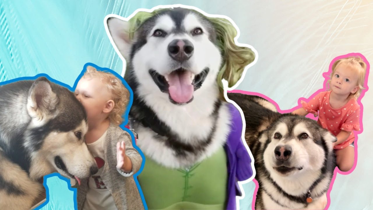 Tonka Is A Gentle Giant! He Has Always Been Amazing With Babies - YouTube