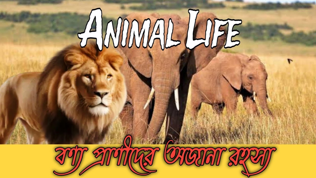 "ANIMAL LIFE":এক প্রাকৃতিক অজানা দুনিয়া || World ANIMAL Life Style ...
