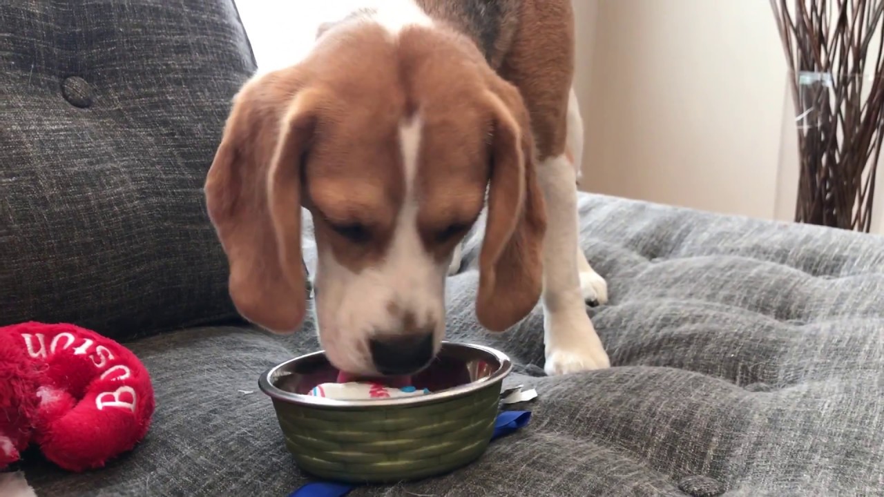 Beagle eats birthday cake - YouTube
