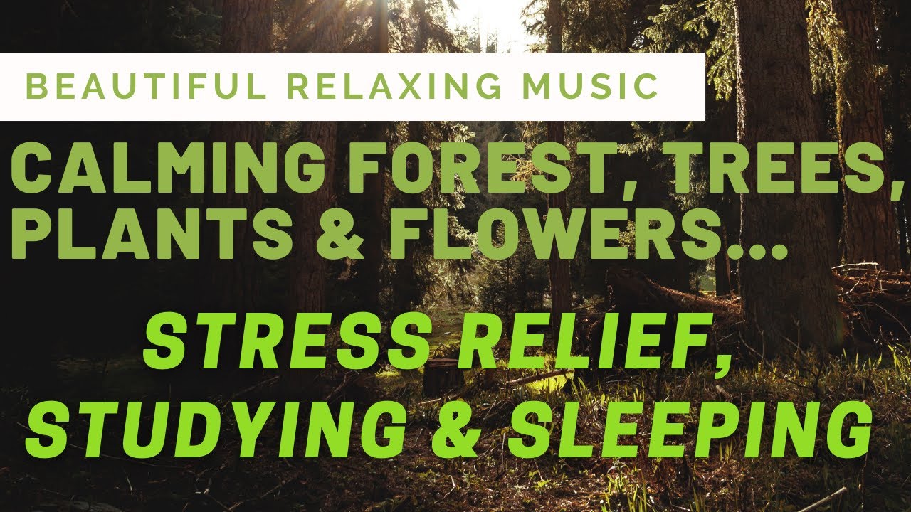 Beautiful Relaxing Music - Calming Forest, Trees, Plants & Flowers ...