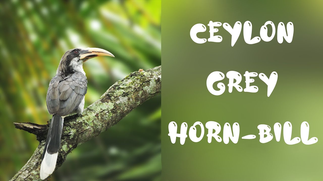 Ceylon Grey-Horn-bill (Alu Kadaththa/අළු කෑදැත්තා) - YouTube