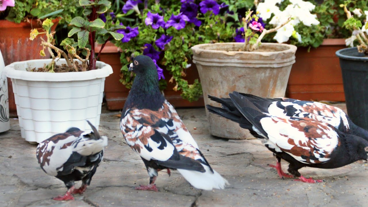 Most beautiful pigeon in the world || Afghan Pigeons || Fancy pigeons ...
