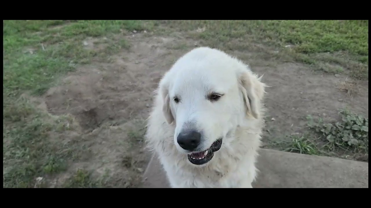 Crazy Furball Probiotics for Dogs - YouTube