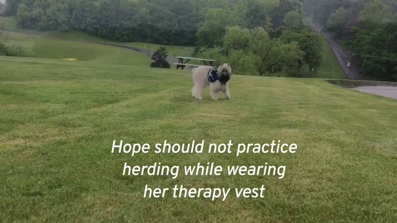 Bird Herding Instincts :-( - YouTube