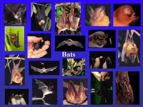 Evolution of Flight and Echolocation in Bats - YouTube