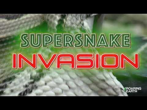 SUPERSNAKE INVASION: Will Giant Invasive Pythons Take Over America? - YouTube