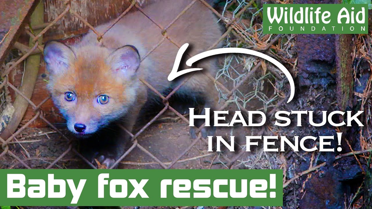 This baby fox got his head stuck in a fence! - YouTube