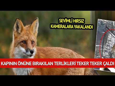 SEVİMLİ HIRSIZ KAMERALARA YAKALANDI