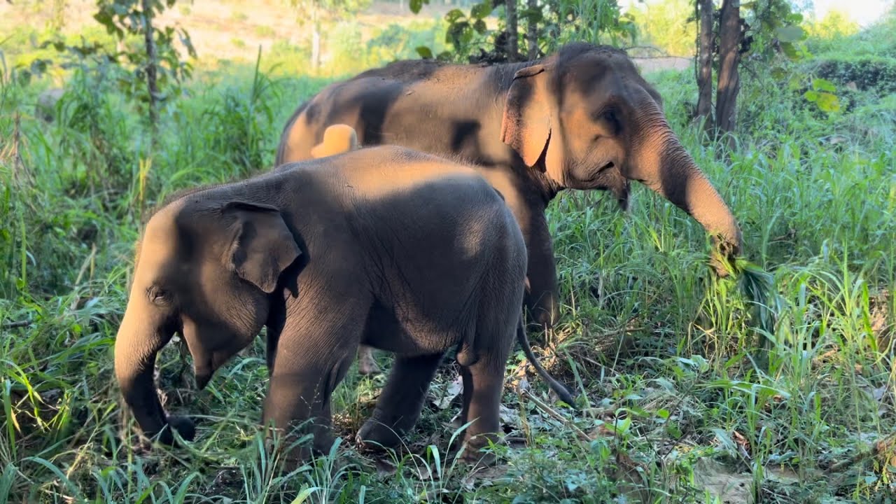 ASMR WITH ELEPHANTS! 🐘 - YouTube