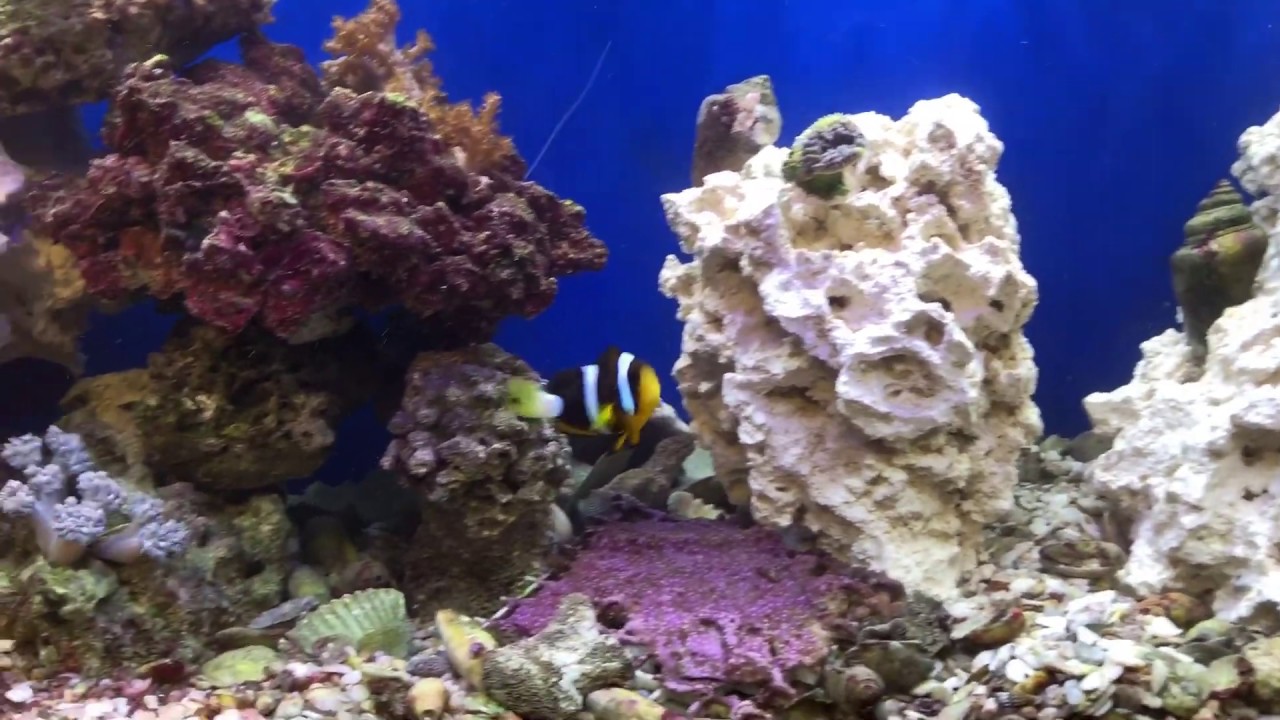 Reef Madness Ep. 4. —40lbs of Amazon Dry Rock for $45!!! - YouTube