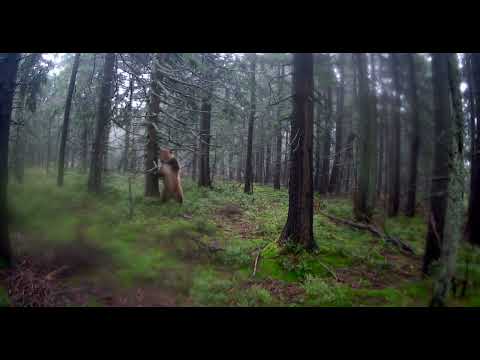 Medveď hnedý ( Ursus arctos ) - Volovské vrchy - Volovec mountains