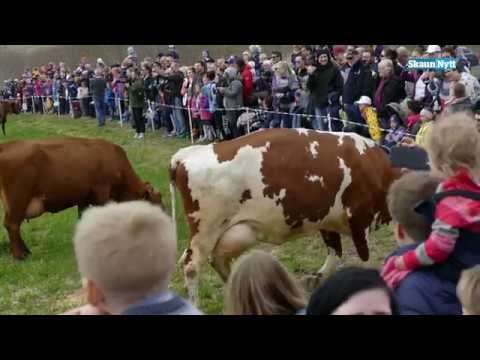 Kuslipp på Skjetlein vgs 2018 - YouTube